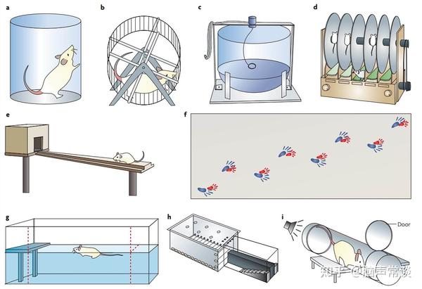 动物行为实验专题：小鼠行为学测试通用指南 - 知乎