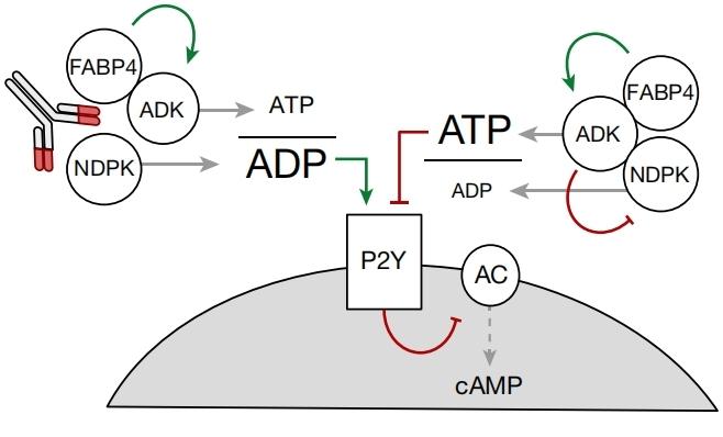 FABP4 和核苷激酶的激素复合物调节胰岛功能 - 知乎