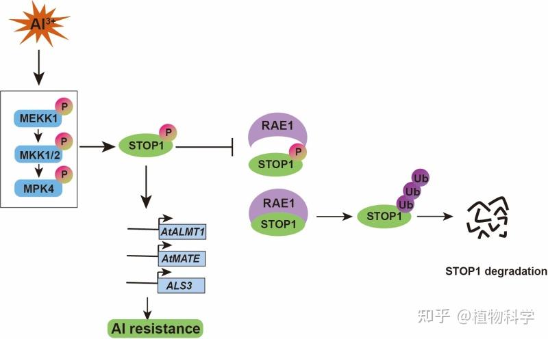 Molecular Plant | 中国科学院分子植物科学卓越创新中心黄朝锋研究组揭示抗铝毒转录因子STOP1上游铝毒信号转导机制 - 知乎