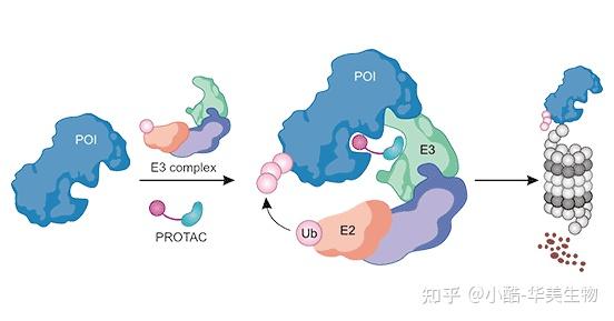 靶向蛋白降解技术“PROTAC”：“革命性”的靶向策略，重定义小分子药物！ - 知乎