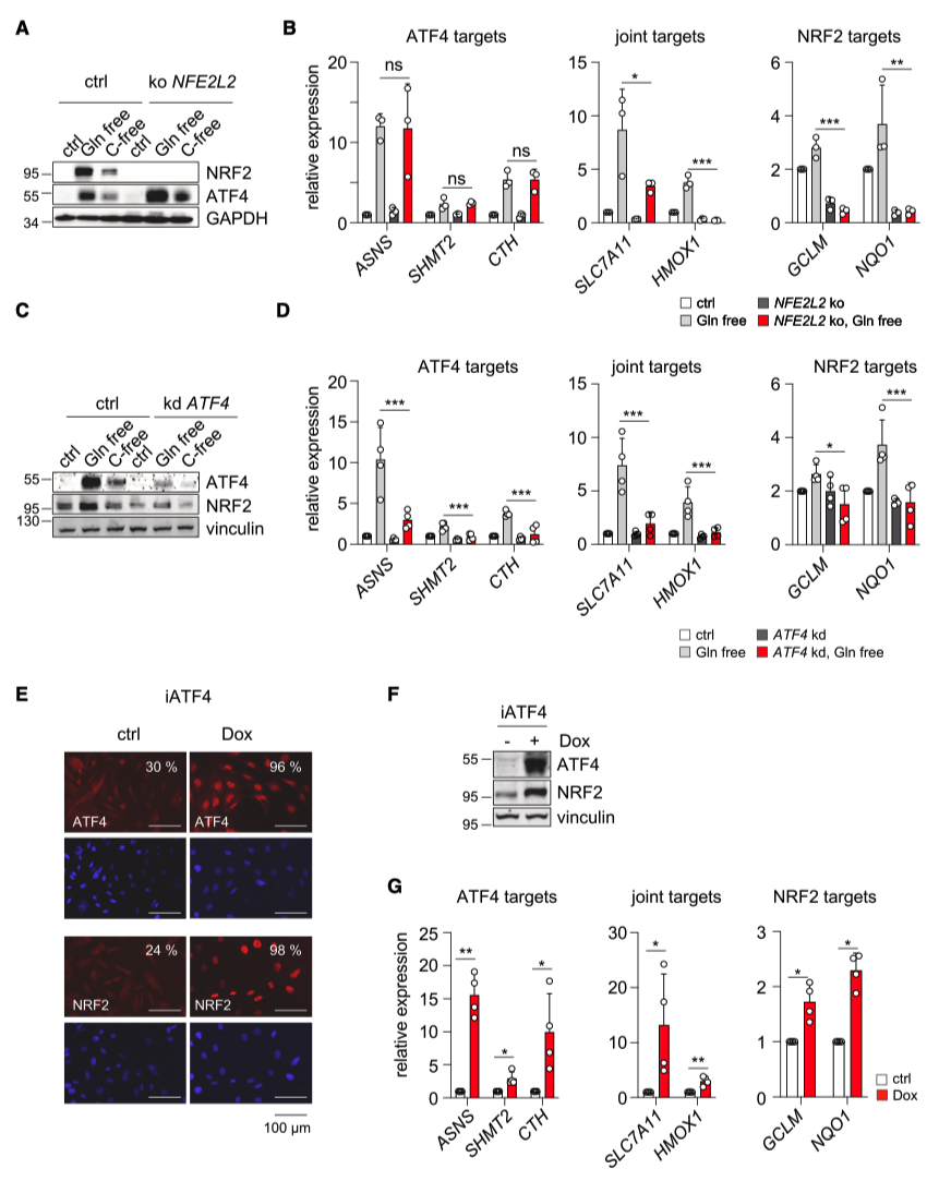 Cell Reports丨综合应激反应效应因子 ATF4 是 NRF2 的强制性代谢激活剂 - 知乎