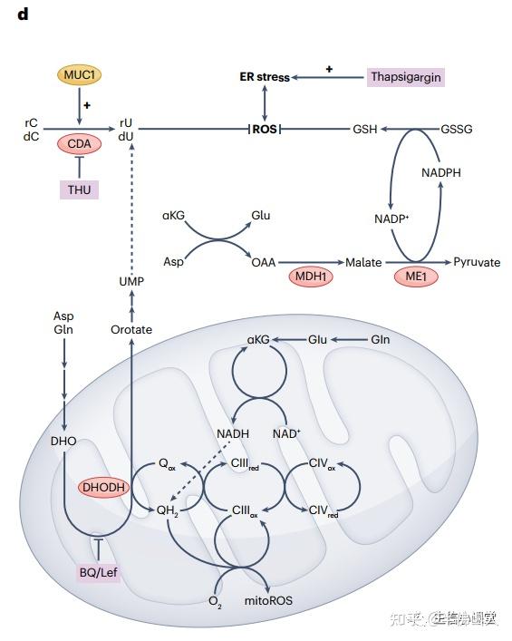 最新70分综述描绘核苷酸代谢在肿瘤中的重要性，一篇高分综述就可以带起一波生信热点！ - 知乎