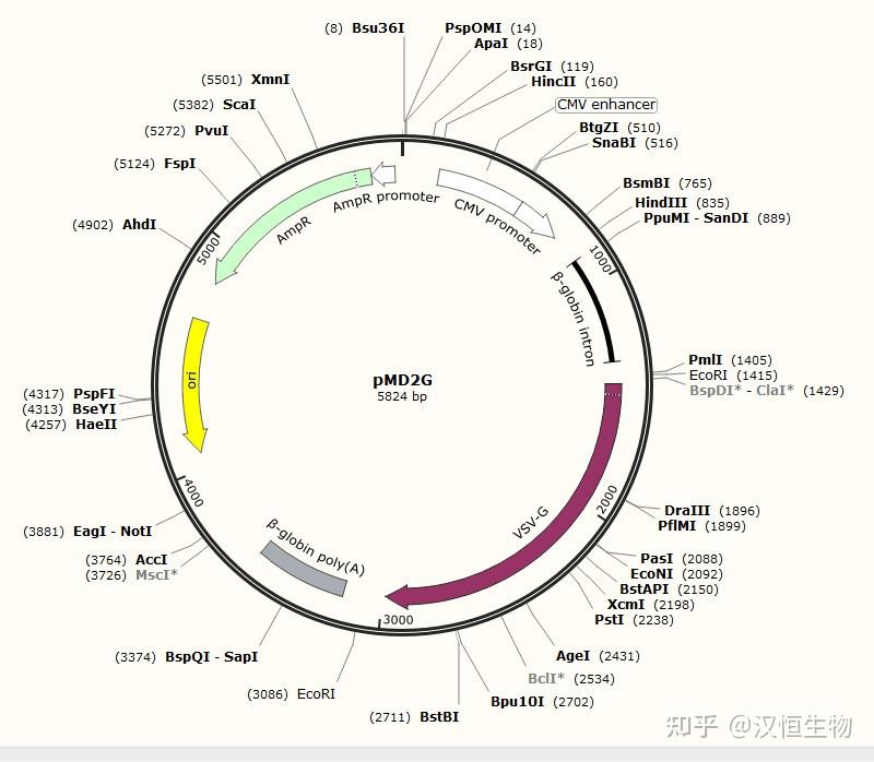 慢病毒包装流程及常见问题解析 - 知乎