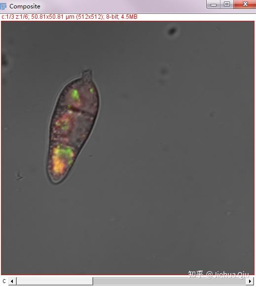 如何用ImageJ处理荧光图和WB图 - 知乎