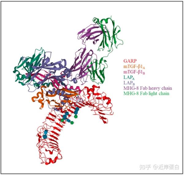 国内GARP单抗率先获批临床，GARP靶点潜力巨大！ - 知乎