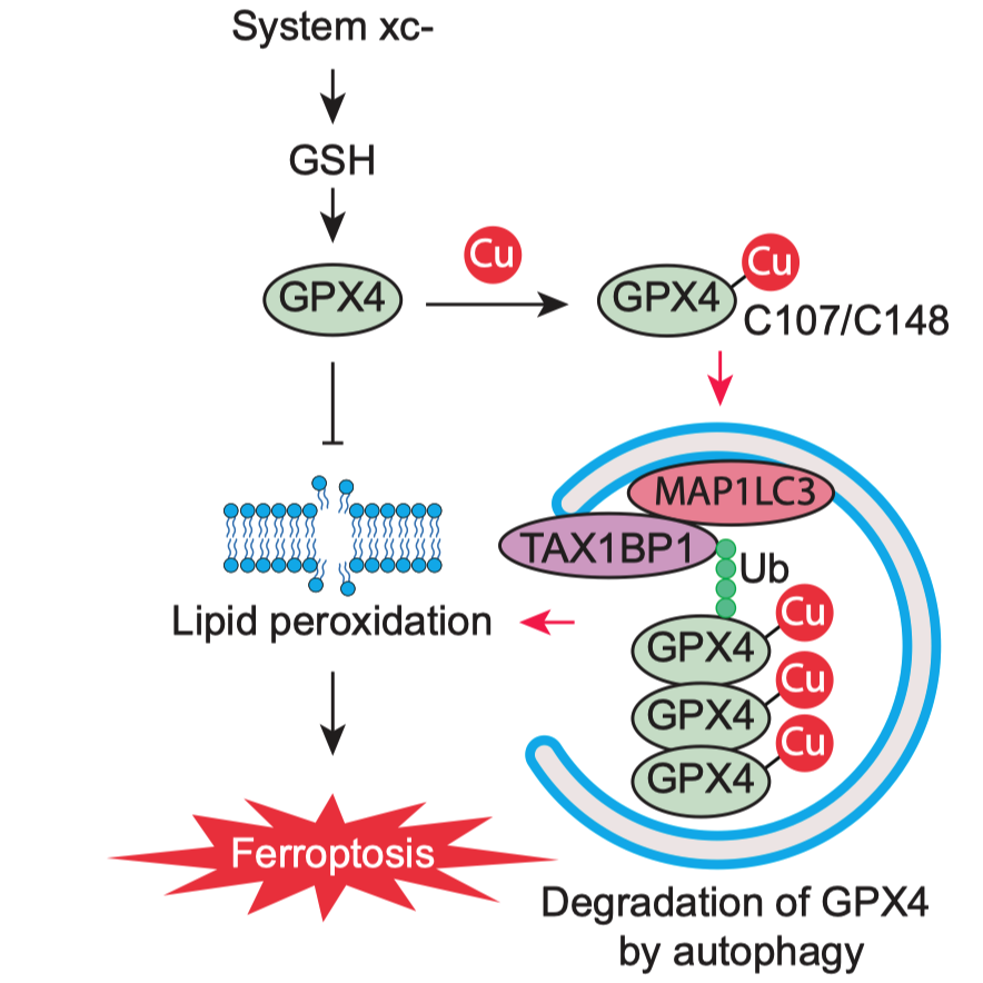 Autophagy丨GPX4 的铜依赖性自噬降解驱动铁死亡 - 知乎