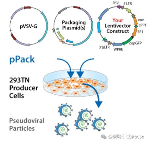 实验干货-慢病毒包装（lentivirus packaging）构建稳转细胞株 - 知乎