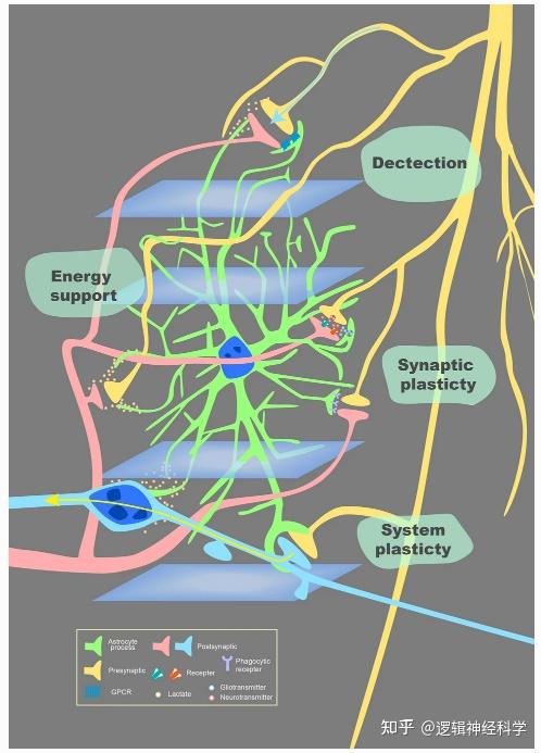 Neurosci Bull 综述︱南方医科大学高天明院士团队评述星形胶质细胞在记忆中的作用 - 知乎