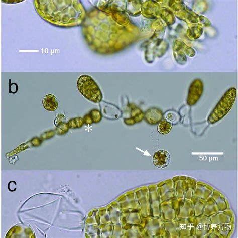 海带目Laminariales:壮丽巨藻，海中森林的创建者 - 知乎