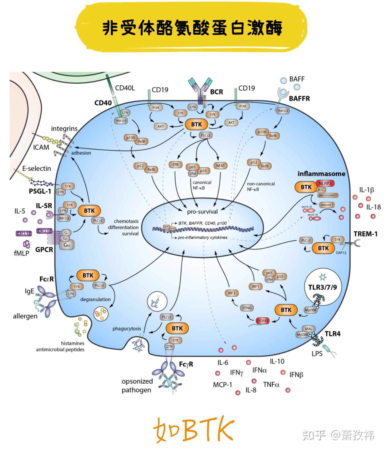 万字拆解EGFR - 知乎