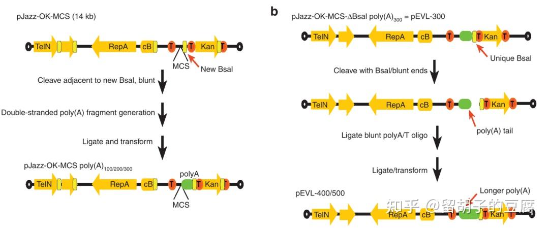 序列设计|避免质粒发酵中PolyA尾巴缩短 - 知乎