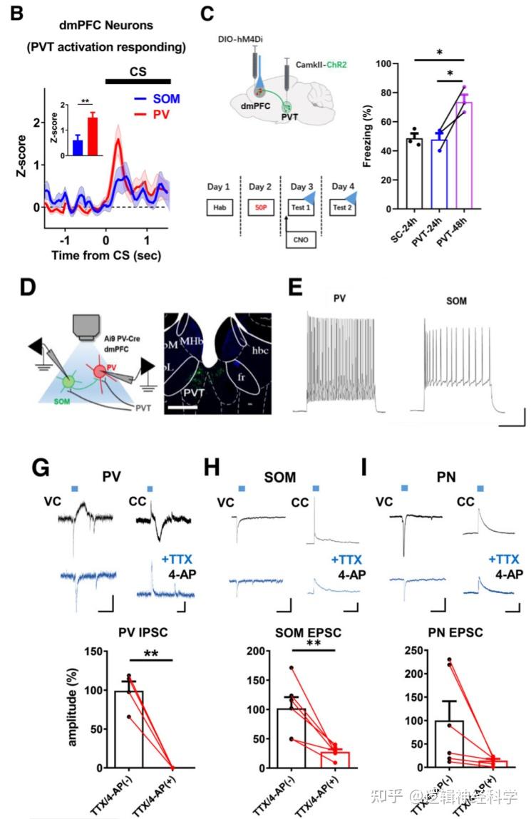 J Neurosci︱北大深圳研究生院周强实验室解析急性压力调控恐惧记忆的神经环路机制 - 知乎