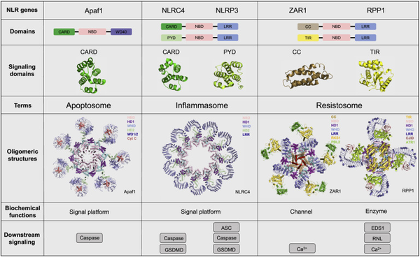 Mol Plant | 柴继杰教授综述植物NLRs的结构、生化功能及信号传导机制 - 知乎