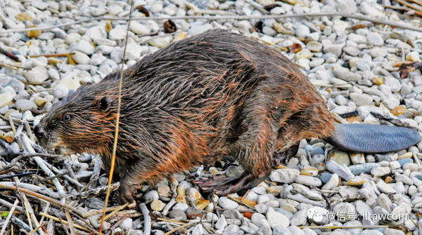 自然界的水坝工程师—河狸｜绿会科普小课堂 - 知乎