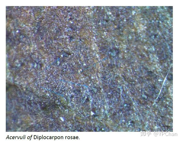 真菌生物学学习 Fungal Biology - 知乎