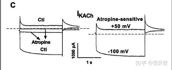 心脏毒蕈碱乙酰胆碱受体的电生理学特征：不同亚型介导不同的钾电流 - 知乎
