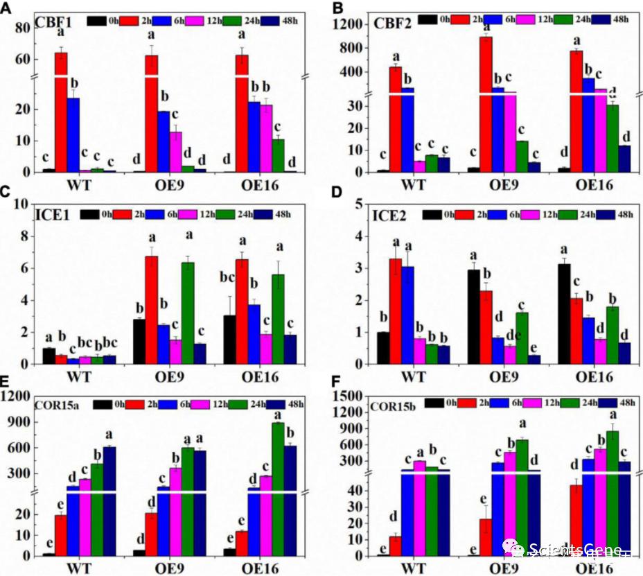 「Front Plant Sci」辣椒的CaALAD基因赋予转基因拟南芥耐寒性 - 知乎