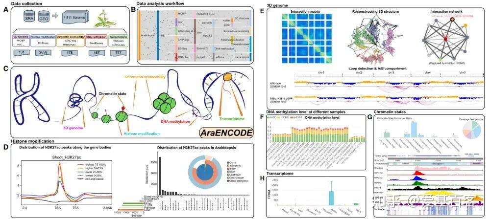 从ENCODE到植物pENCODE：表观图谱正当时，附数据库盘点 - 知乎