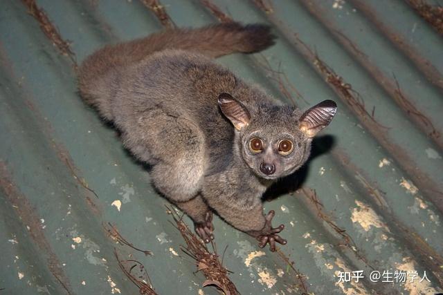 灵长类动物有哪些？它们的拉英汉名称是什么？ - 知乎