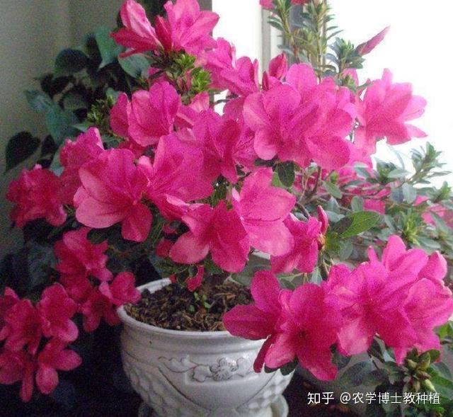 杜鹃花色绚丽、花叶皆美！掌握花期调控方式，一年四季都开花 - 知乎