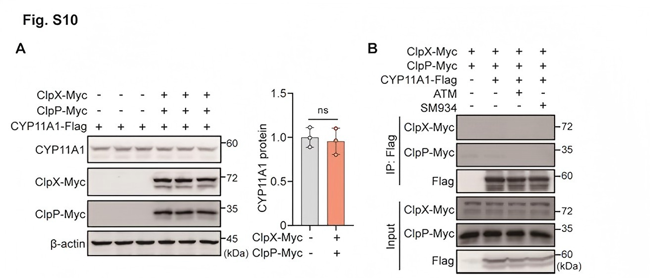 Science|复旦新发现：青蒿素通过介导LONP1-CYP11A1相互作用改善多囊卵巢综合征 - 知乎