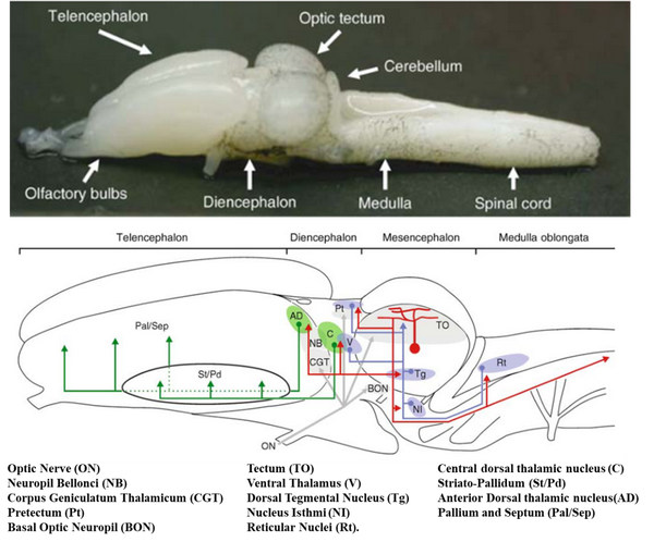 从进化角度看待大脑视觉处理系统的演化——视顶盖/视上丘篇 - 知乎