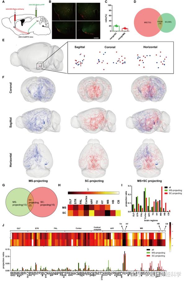 PNAS︱首次！浙江大学/浙江中医药大学陈忠团队建立全脑3D组胺能神经投射图谱 - 知乎