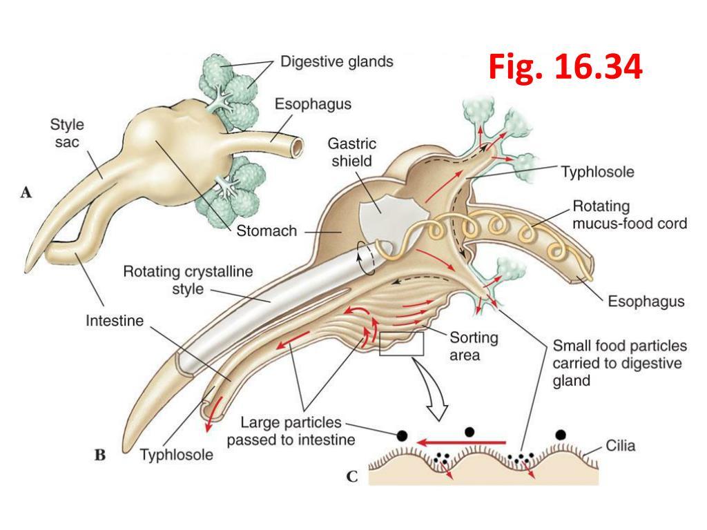 图说消化系统(Digestive system)·无脊椎动物 - 知乎