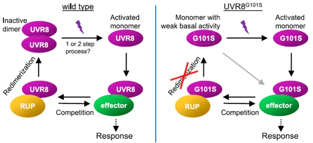 PNAS | 紫外光受体UVR8的一个新突变，可增强UV-B光形态建成 - 知乎