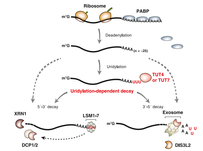 polyA后面有鬼，要不要看看？ - 知乎