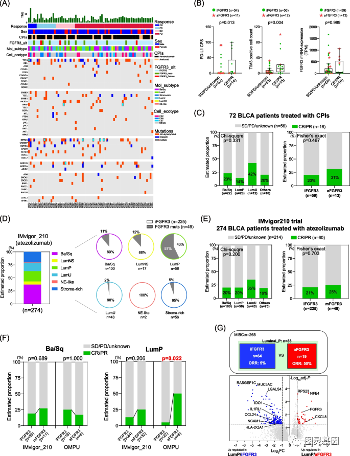 Mol Cancer | 膀胱癌中FGFR3变异对肿瘤微环境和免疫检查点抑制剂疗效的影响 - 知乎