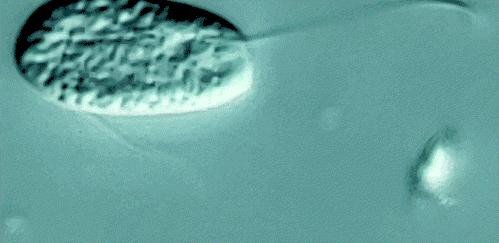 【古菌域全系列14】隐藻界Cryptista：隐于世间而影响世界 - 知乎