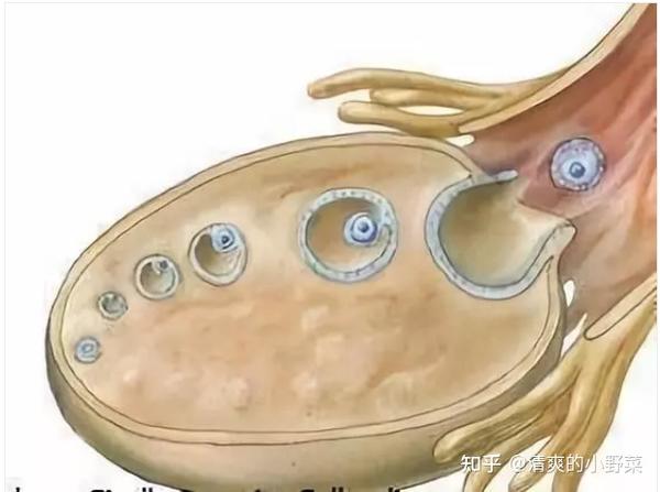 卵泡发育不良的原因及应对策略 知乎