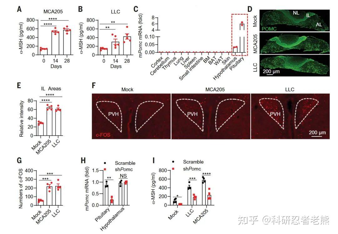 Science | 垂体产生的激素α-MSH促进肿瘤诱导的髓系造血和免疫抑制 - 知乎