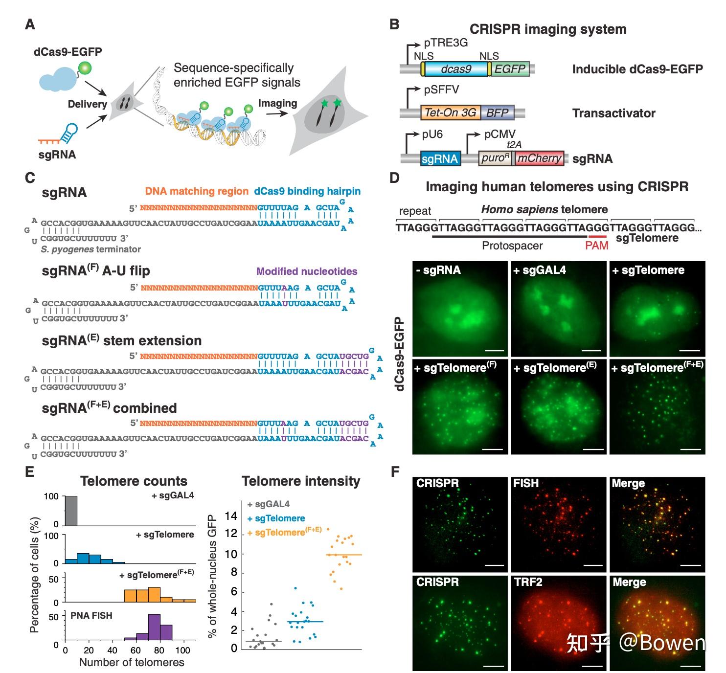 基于CRISPR-dCas9系统的DNA成像技术 - 知乎