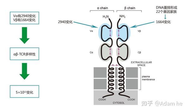 CART与TCRT介绍 - 知乎