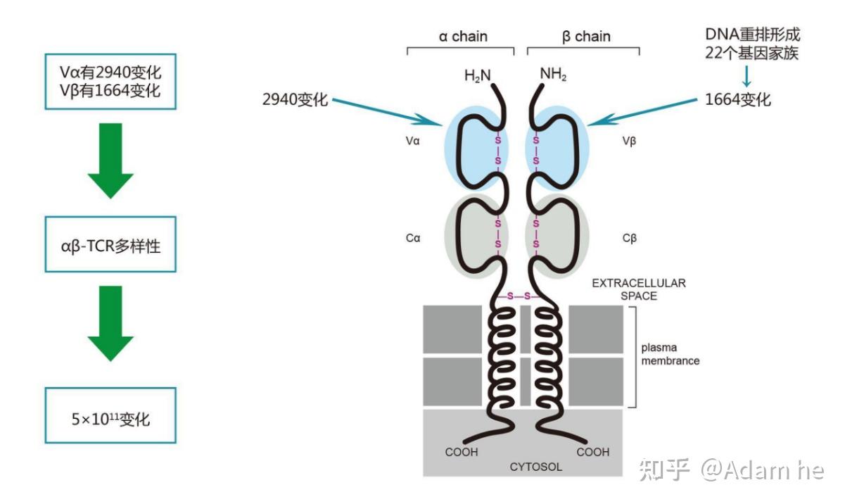 CART与TCRT介绍 - 知乎