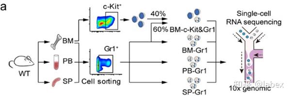 单细胞转录组分析揭示了中性粒细胞在稳态和感染中的异质性 - 知乎
