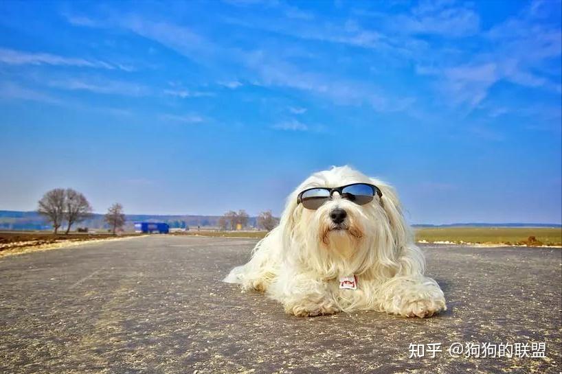 为什么饲养“哈瓦那犬”的人越来越多？聪明且漂亮，爱惨了