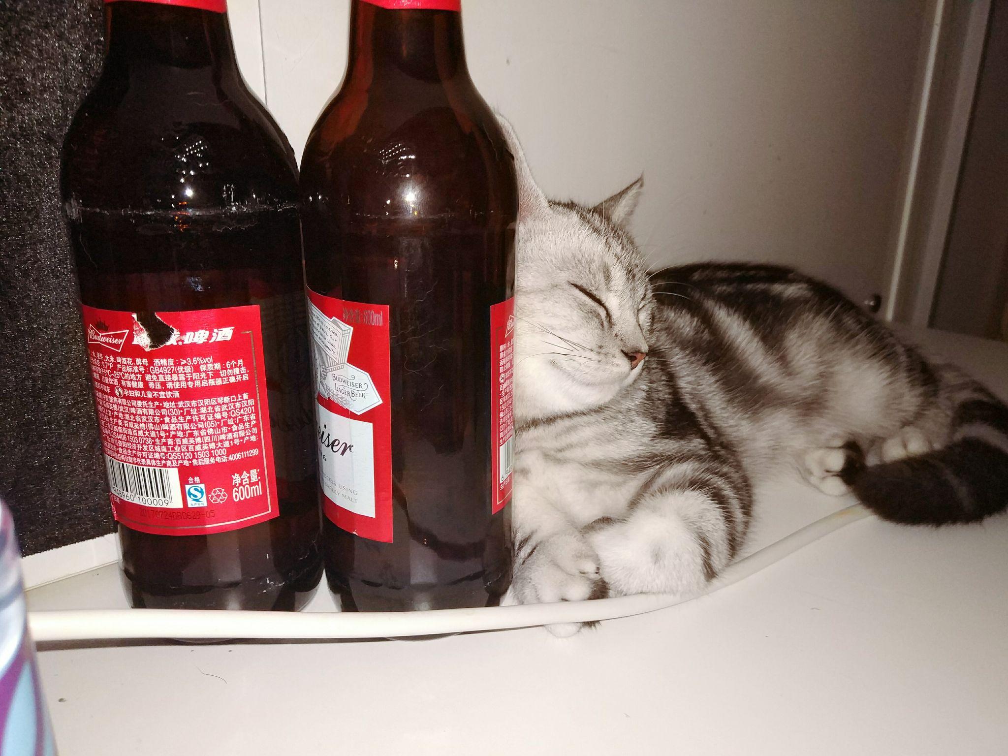 喂猫喝酒会发生什么? 知乎