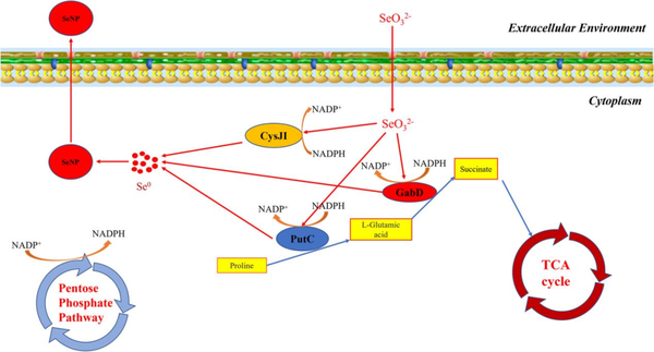 转录组研究揭示多途径介导修复的枯草芽孢杆菌亚硒酸盐还原新机制 - 知乎