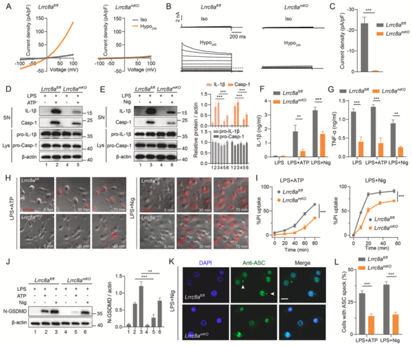 药理学研究丨IF：9.3丨容量调节阴离子通道 VRAC 通过调节衣康酸外流和线粒体功能来调控 NLRP3 炎症小体 - 知乎