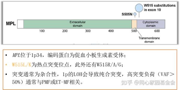 经典型MPN：PV/ET/PMF （1） - 知乎