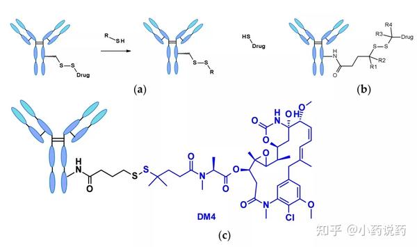 收藏！ADC全景概况（payload，linker，conjugate和Endocytosis） - 知乎