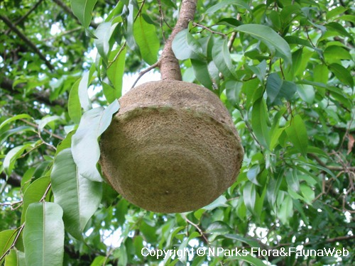 上帝送给猴子们的礼物--猴锅树 - 知乎