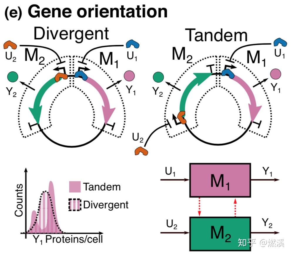 基因线路的模块化设计 - 知乎