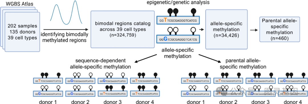 Nat Comm | 全面的等位基因特异性DNA甲基化图谱 - 知乎