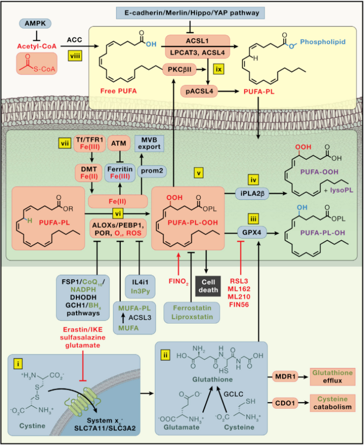 铁死亡与脂质过氧化物 - 知乎