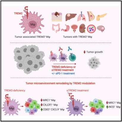 炎症和肿瘤免疫治疗领域新靶点：TREM1&TREM2 - 知乎