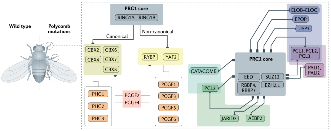 Nat Rev |PcG基因家族在发育和癌症中的作用 - 知乎